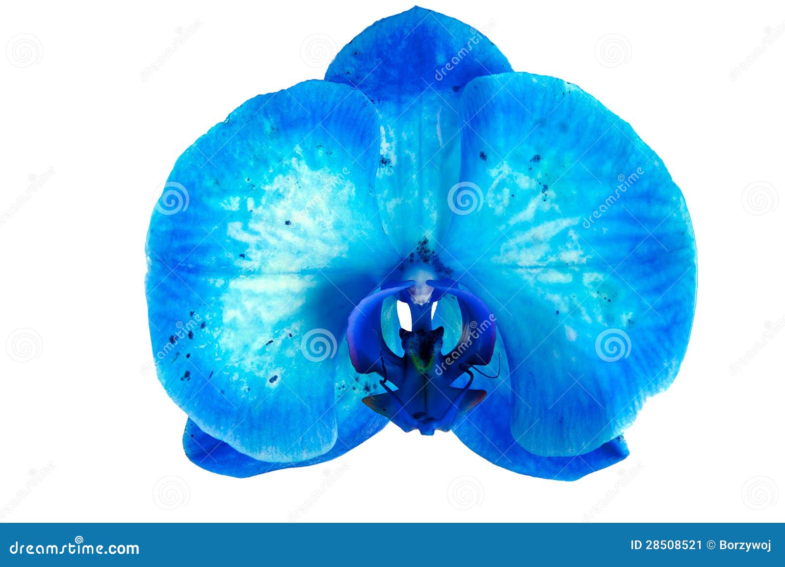 Flor de la orquídea azul imagen de archivo. Imagen de flora - 28508521