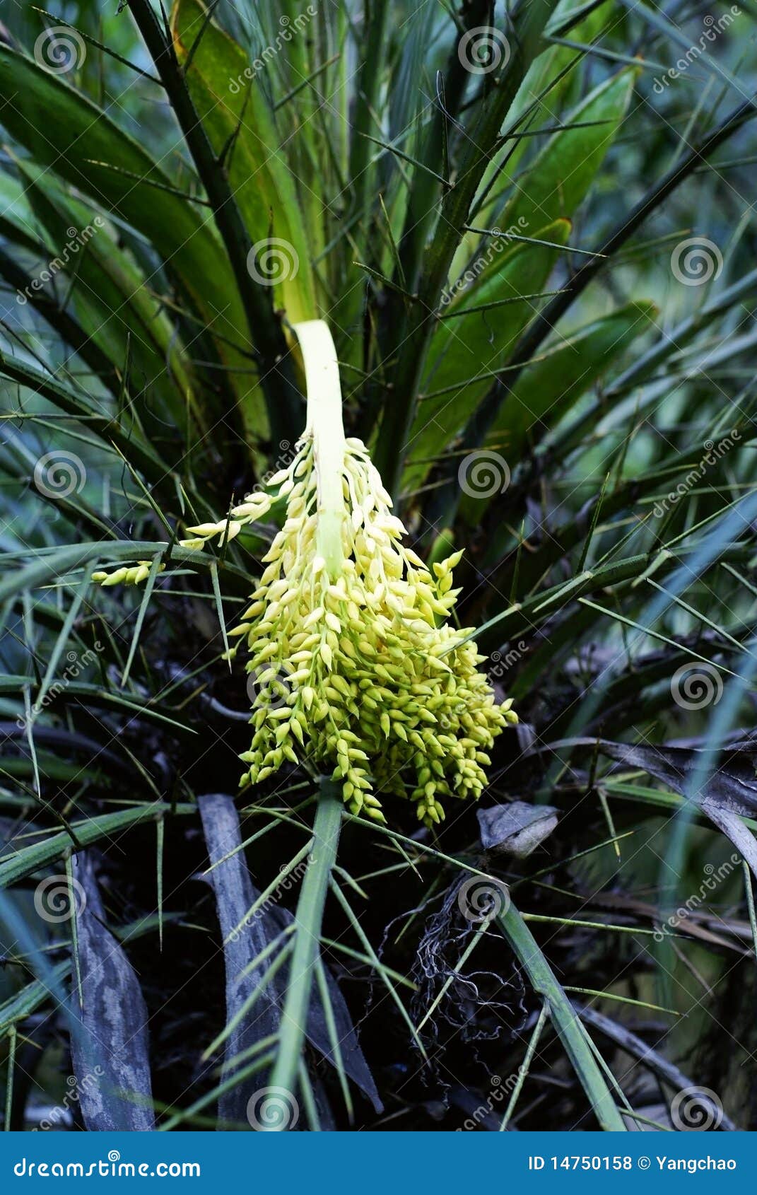 Flor de la palma foto de archivo. Imagen de planta, plantas - 14750158