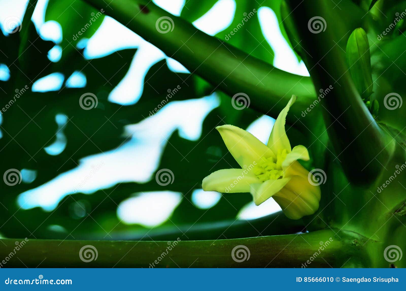 Flor de la papaya foto de archivo. Imagen de detalle - 85666010
