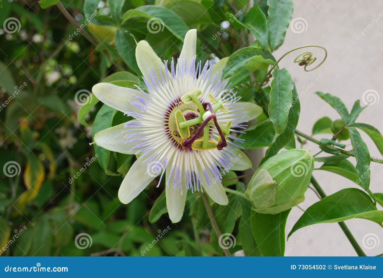 Flor de la pasionaria foto de archivo. Imagen de planta - 73054502