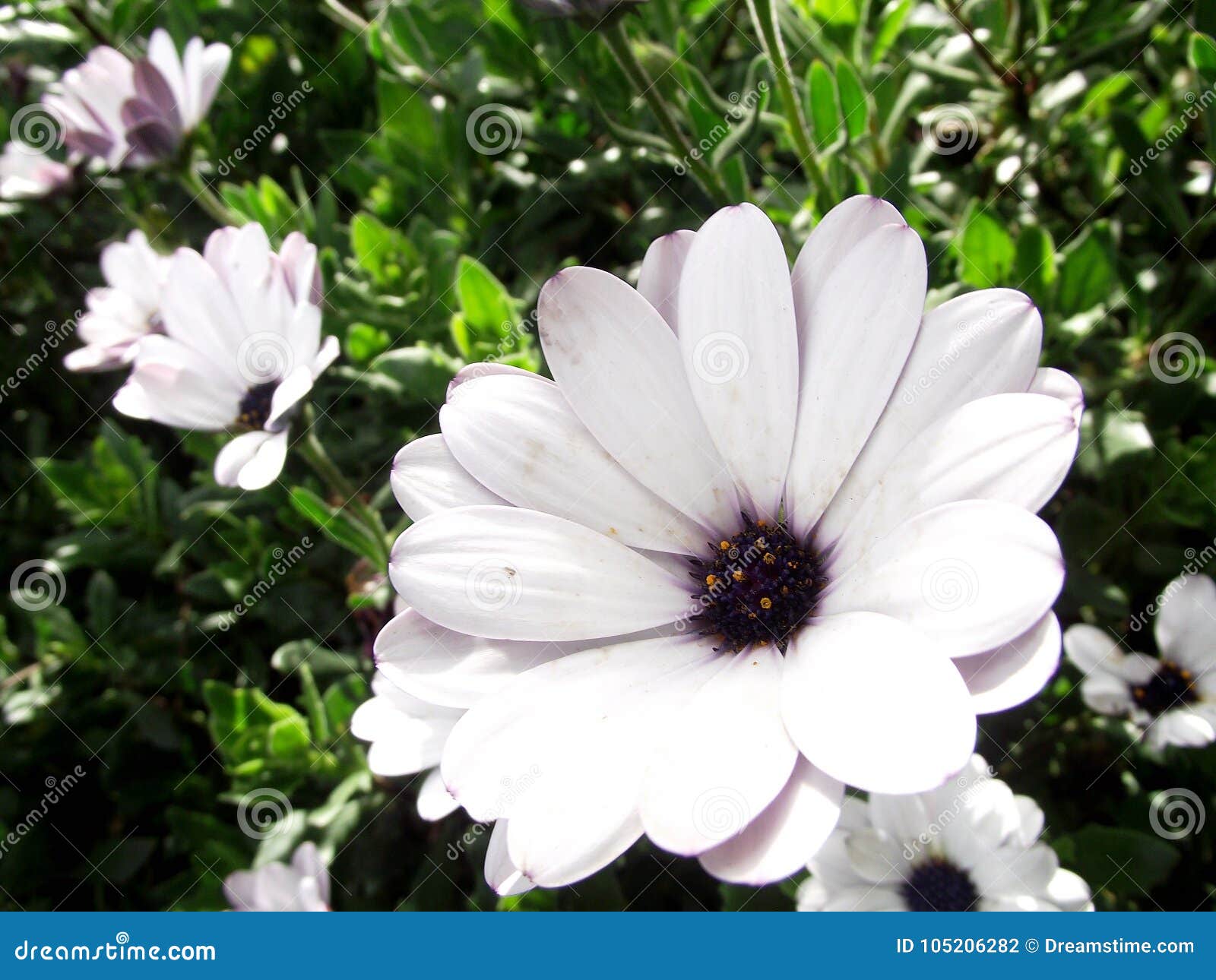 Flor de la paz foto de archivo. Imagen de ella, modelo - 105206282