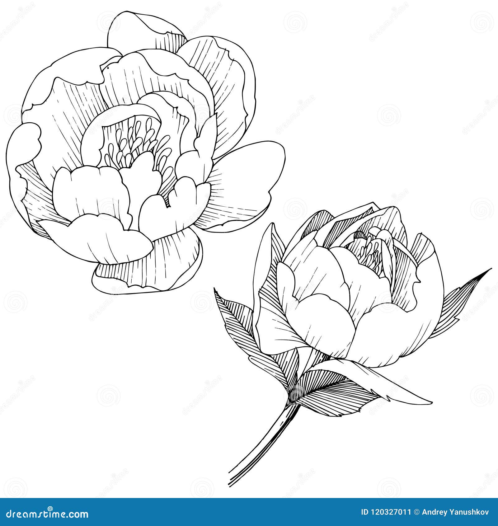 Flor De La Peonía En Un Estilo Del Vector Aislada Ilustración del ...
