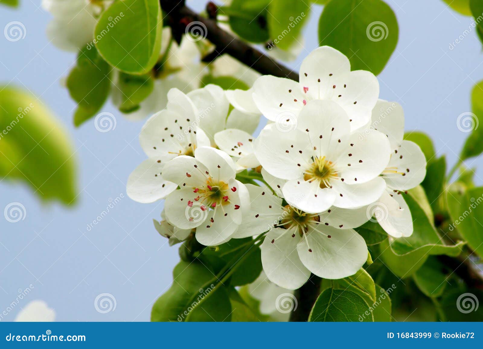 Flor de la pera imagen de archivo. Imagen de belleza - 16843999