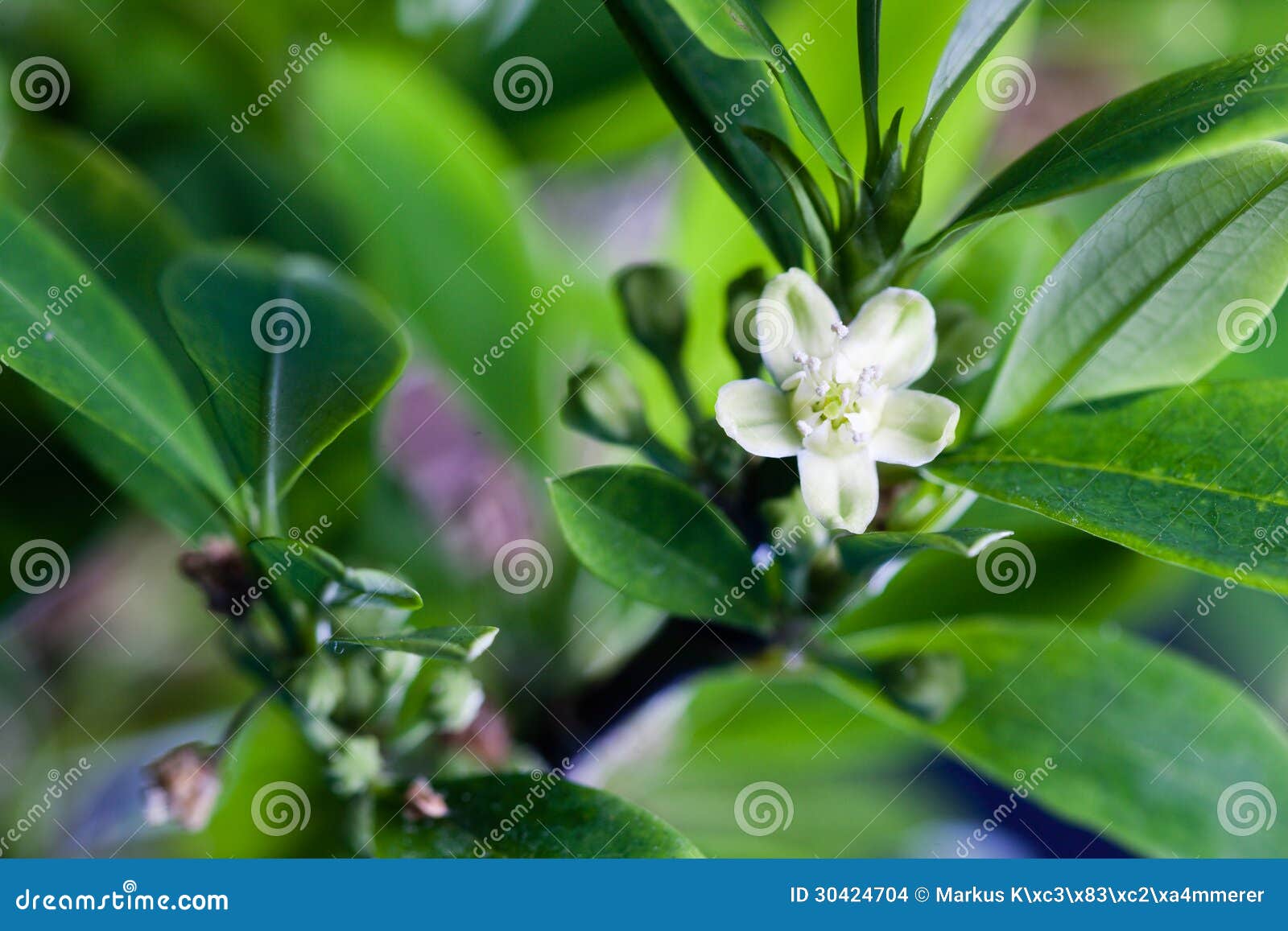 Flor De La Planta De La Coca Foto de archivo - Imagen de flor ...
