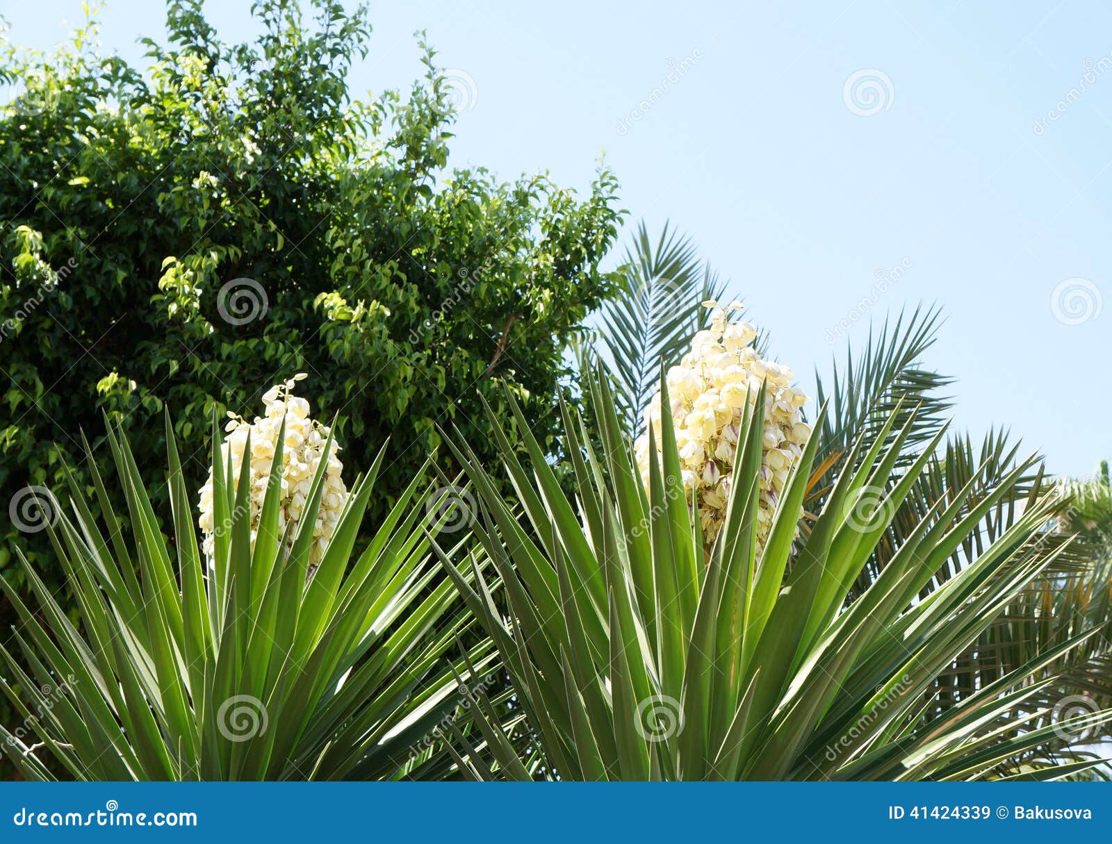 Flor De La Planta De La Yuca Imagen de archivo - Imagen de perenne ...