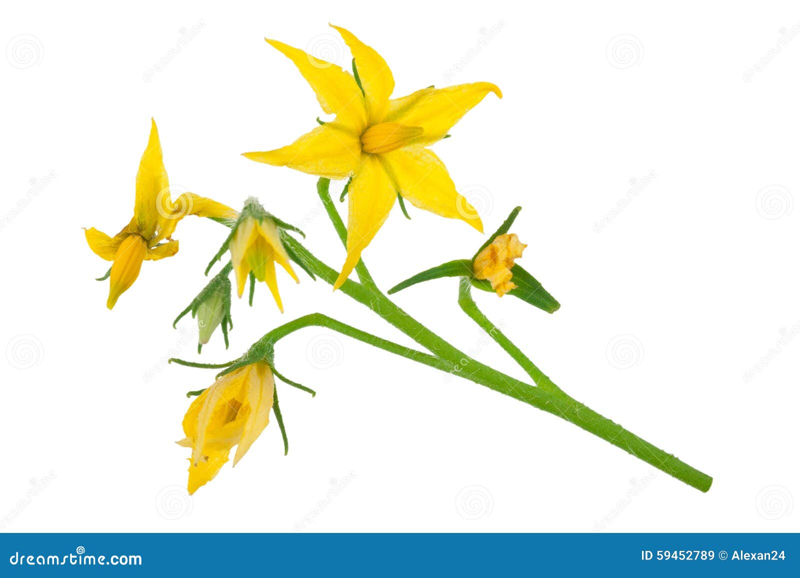 Flor De La Planta De Tomate Imagen de archivo - Imagen de planta ...
