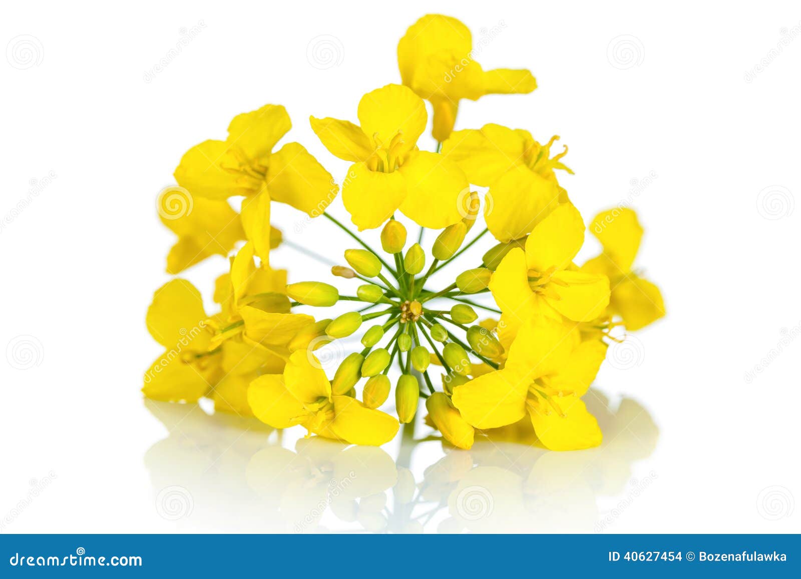 Flor de la rabina foto de archivo. Imagen de verde, primer - 40627454