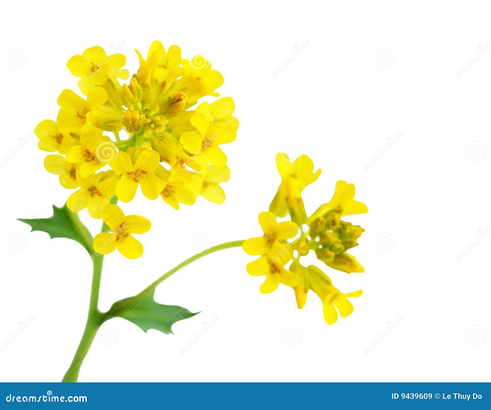 Flor de la rabina imagen de archivo. Imagen de hoja, resorte - 9439609