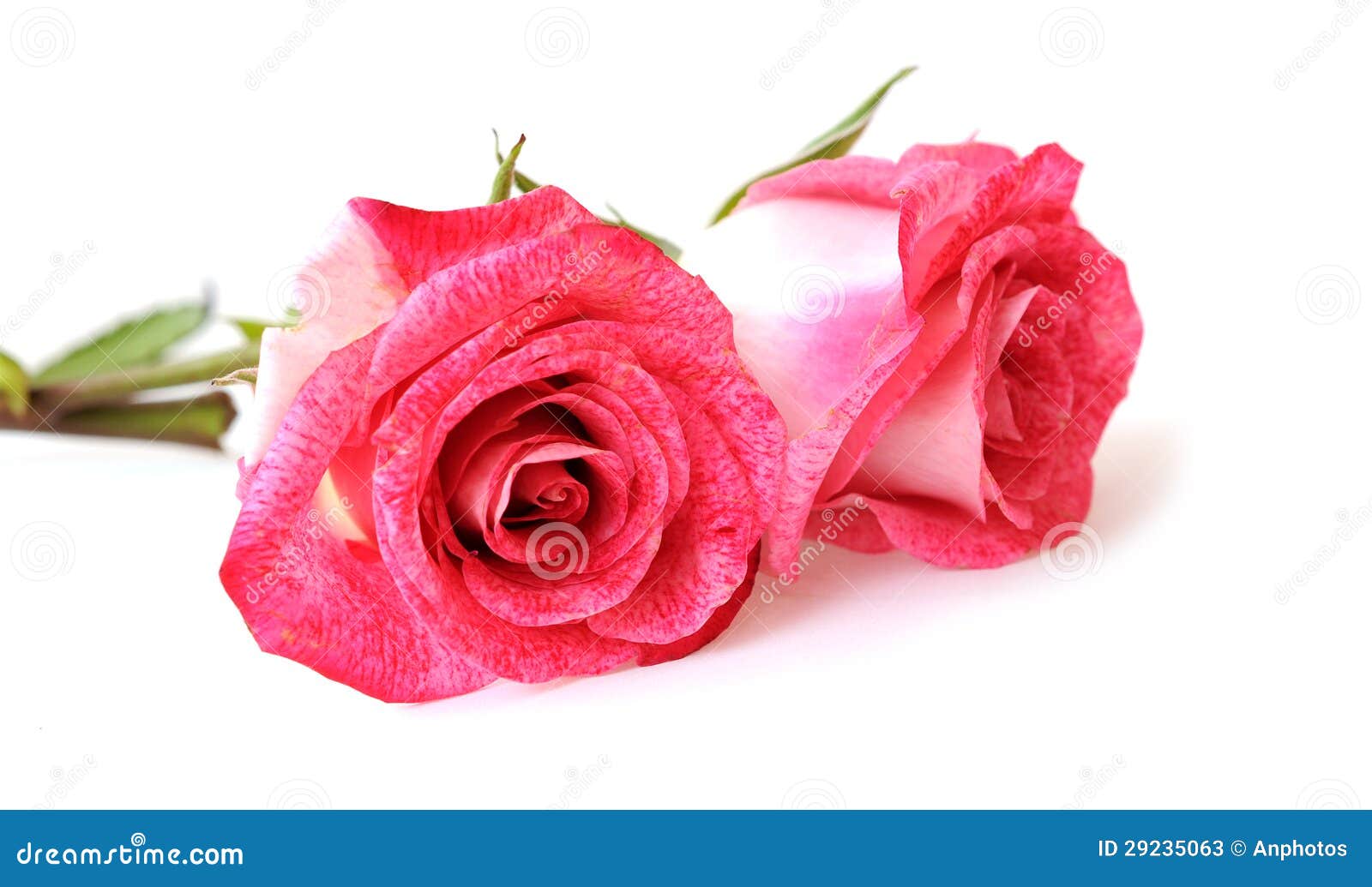 Flor de la rosa del rosa imagen de archivo. Imagen de sencillo - 29235063