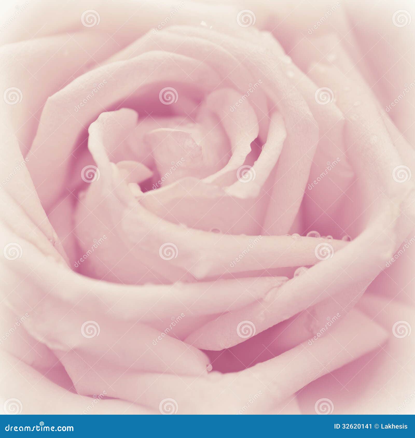 Flor de la rosa del rosa imagen de archivo. Imagen de floral - 32620141