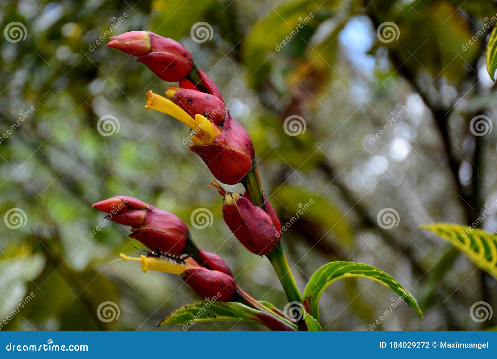 Flor De La Selva Del Amazonas Foto de archivo - Imagen de colorido ...