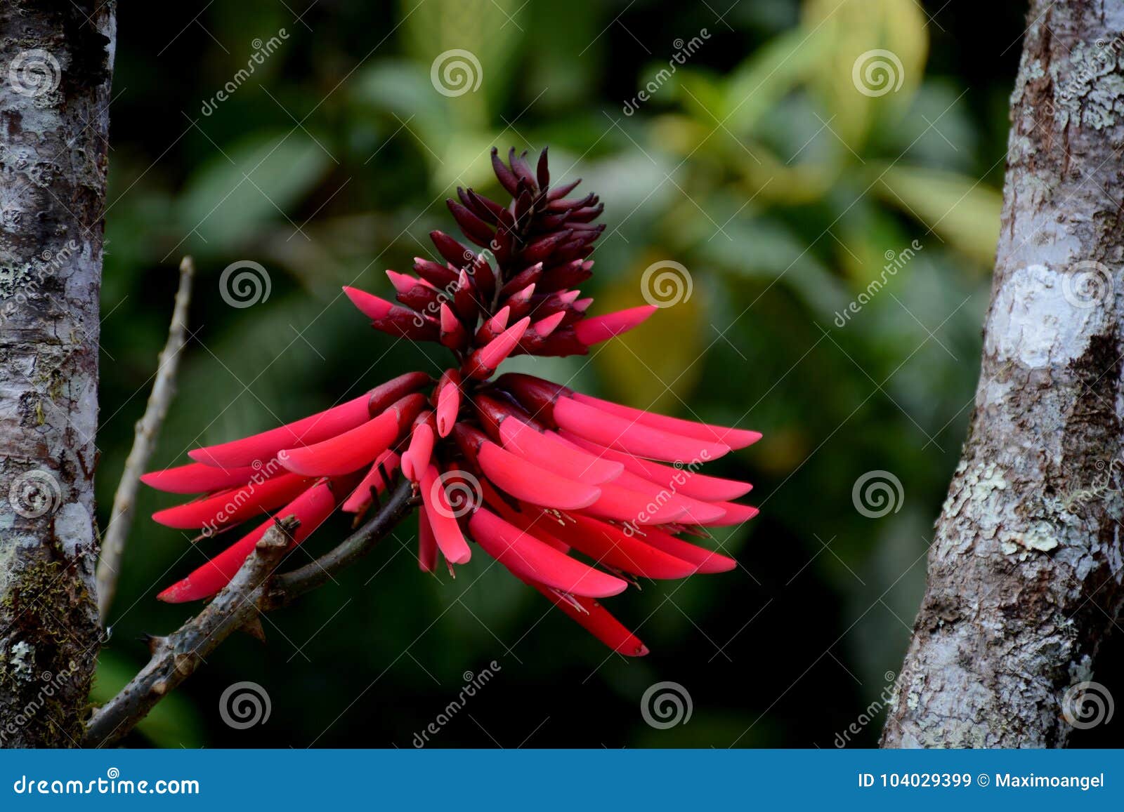 Flor De La Selva Del Amazonas Imagen de archivo - Imagen de pétalo ...
