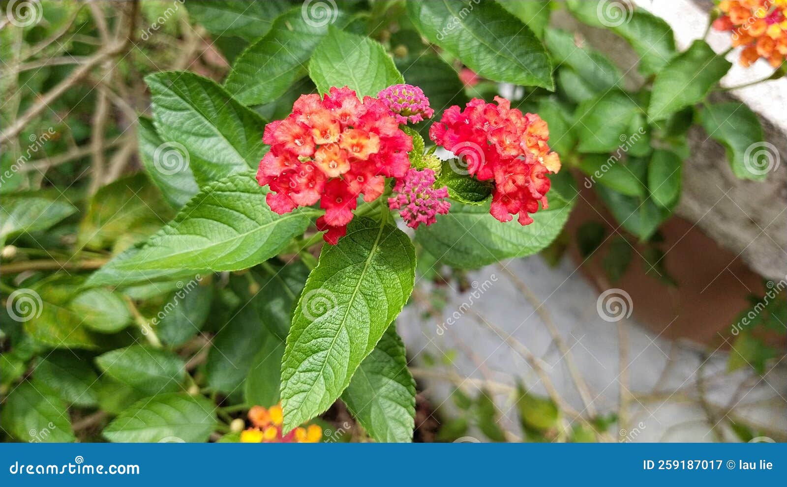 Flor De Lantana Camara O Chiken Imagen de archivo - Imagen de flor ...