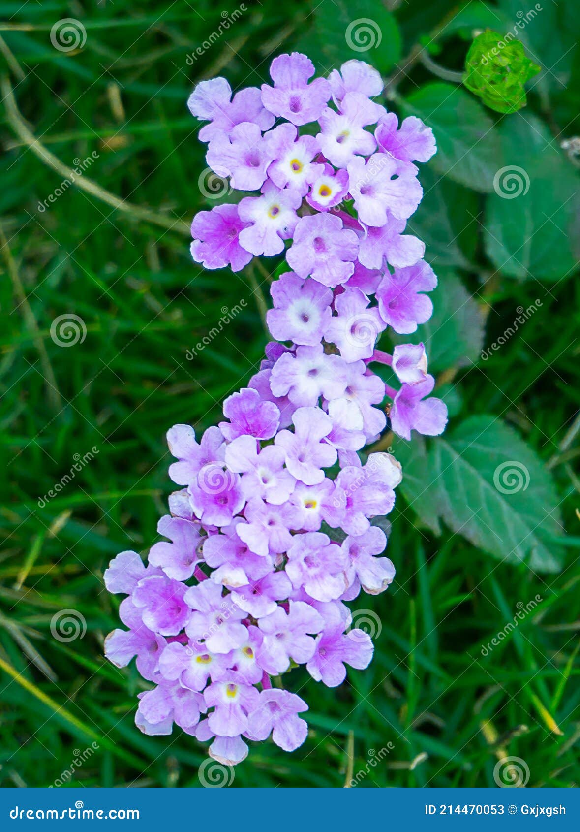 Flor De Lantana Montevidensis Imagem de Stock - Imagem de hibisco ...
