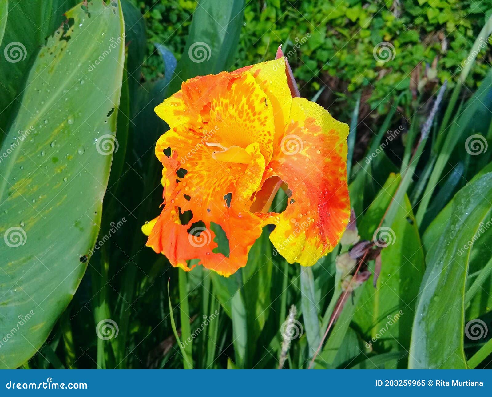 Flor de laranja imagem de stock. Imagem de flor, folhas - 203259965