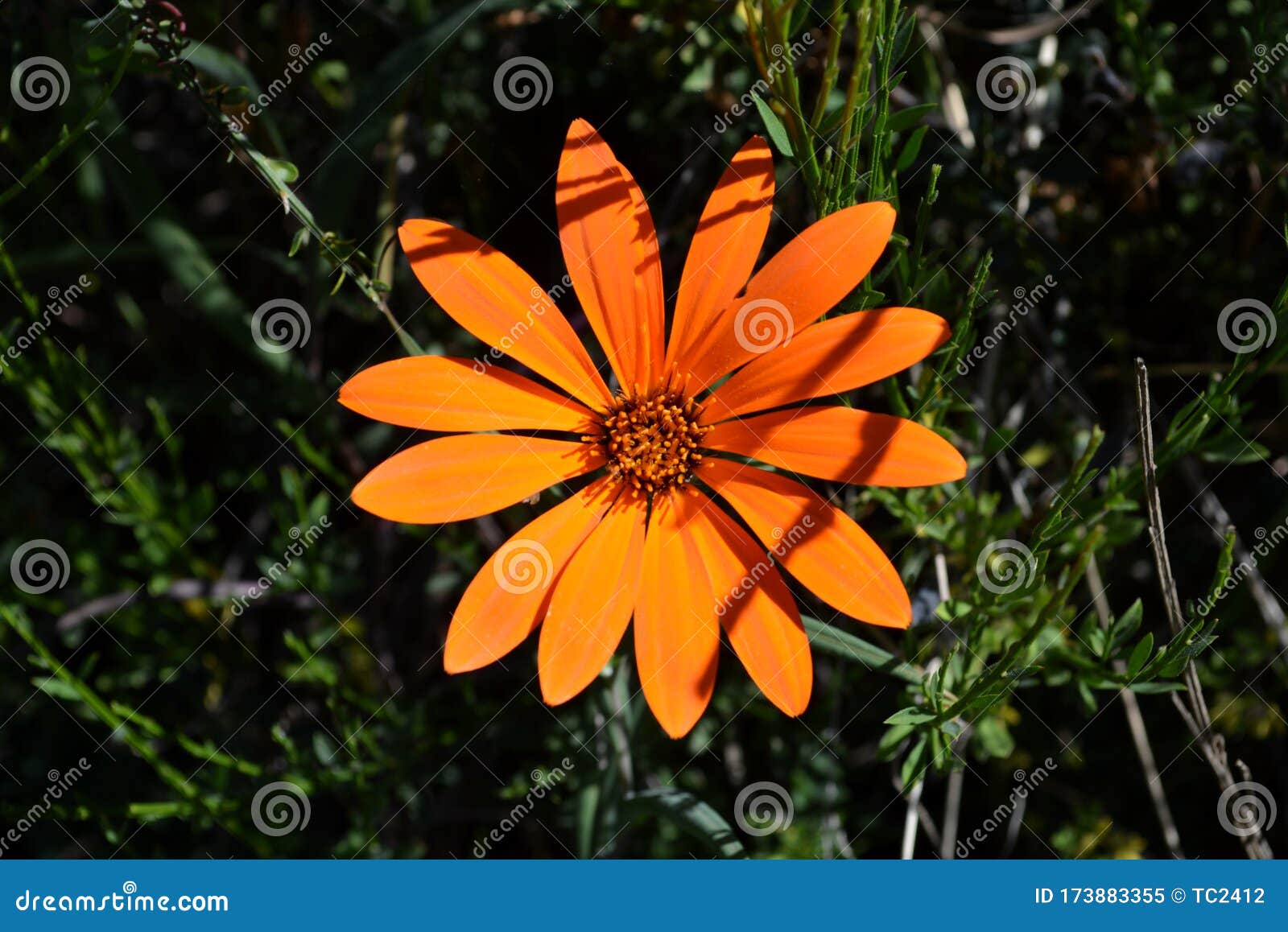 Flor de laranja imagem de stock. Imagem de flora, nave - 173883355