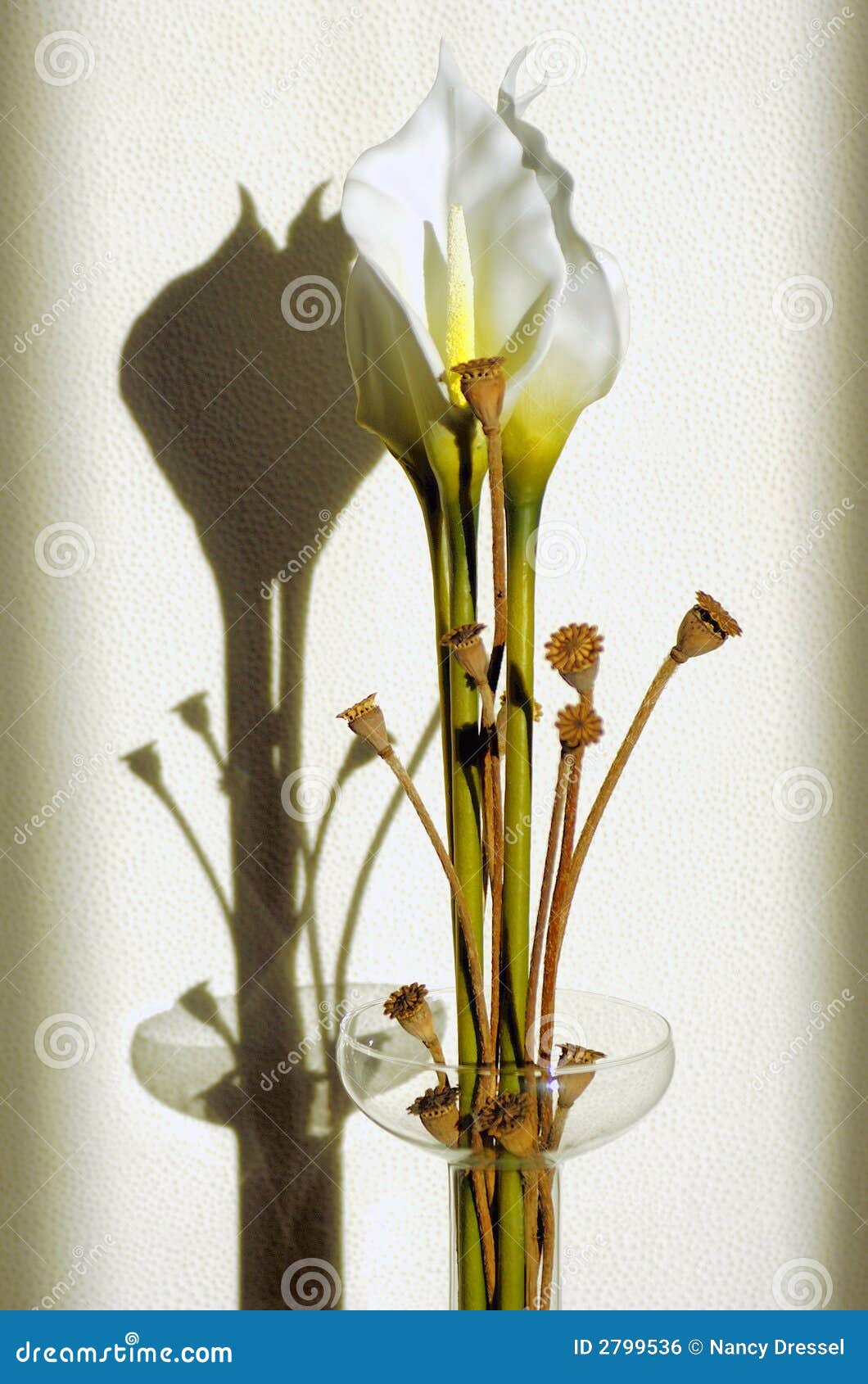 Flor de las calas foto de archivo. Imagen de cocinas, seco - 2799536