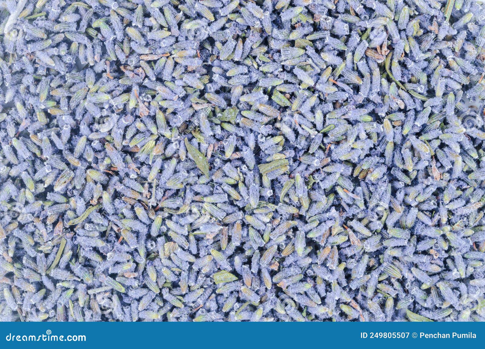 Flor De Lavanda Seca Texturada Como Fondo Imagen de archivo - Imagen de ...
