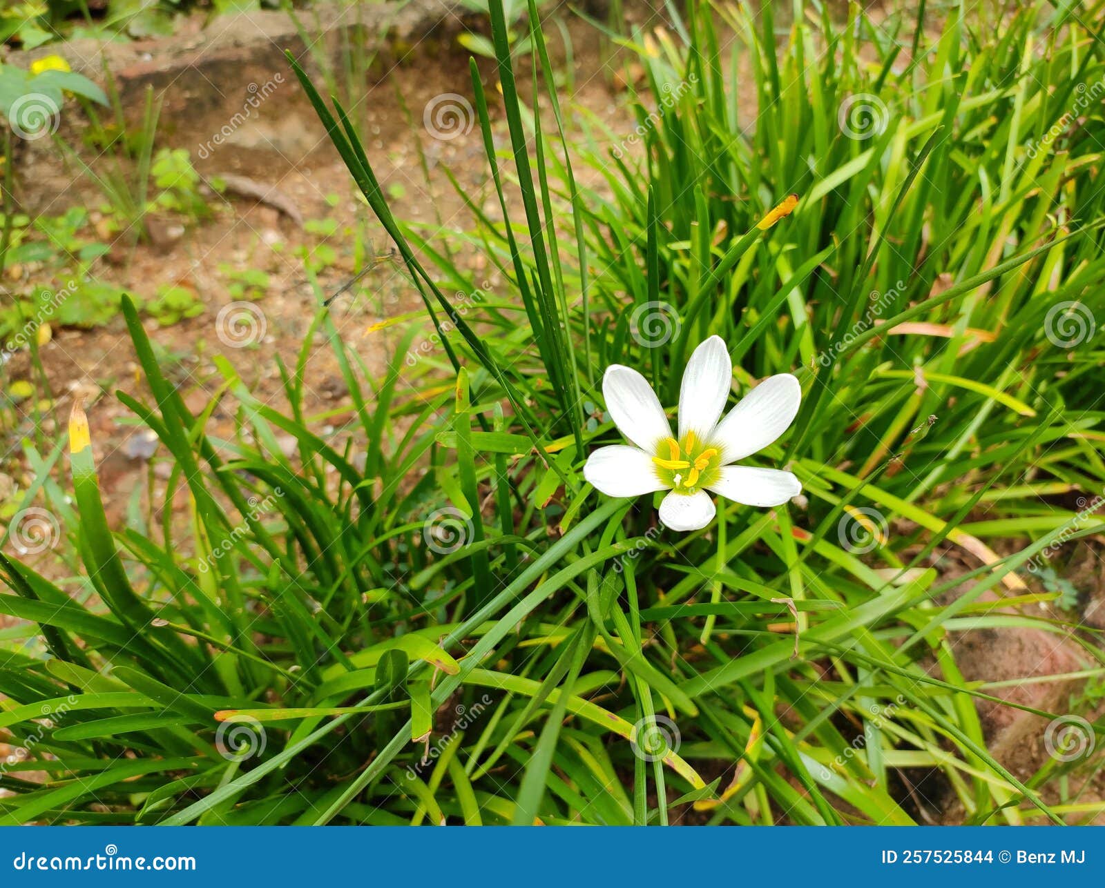 Flor De Lilo Blanco En La Planta Foto de archivo - Imagen de prado ...
