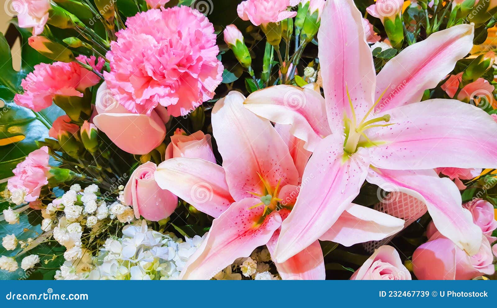 Flor de lilo rosa imagen de archivo. Imagen de rosa - 232467739