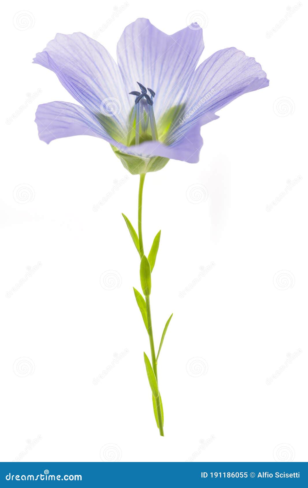 Flor de linho azul imagem de stock. Imagem de campo - 191186055