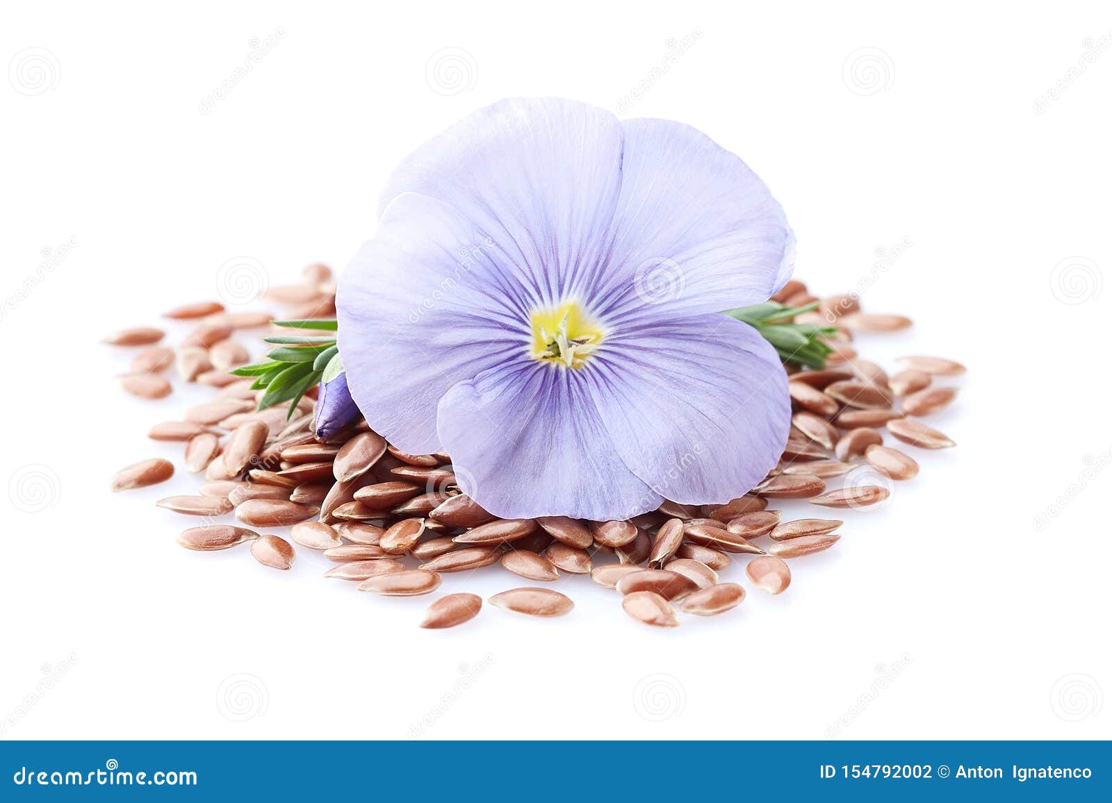 Flor De Linho Com Sementes Em Close-up Foto de Stock - Imagem de branco ...