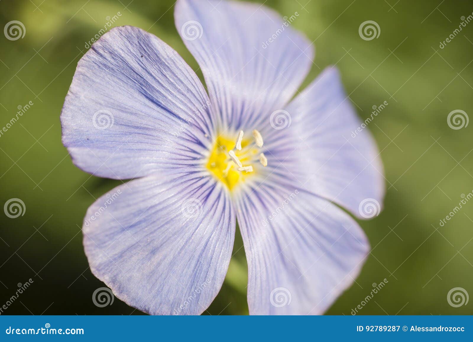 Flor De Linho Do Azul Da Planta Do Linho Imagem de Stock - Imagem de ...