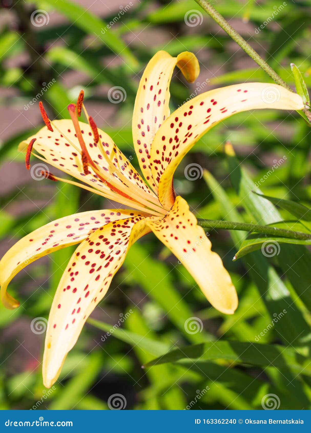 Flor De Lirio Amarillo Con Manchas Rojas Foto de archivo - Imagen de ...