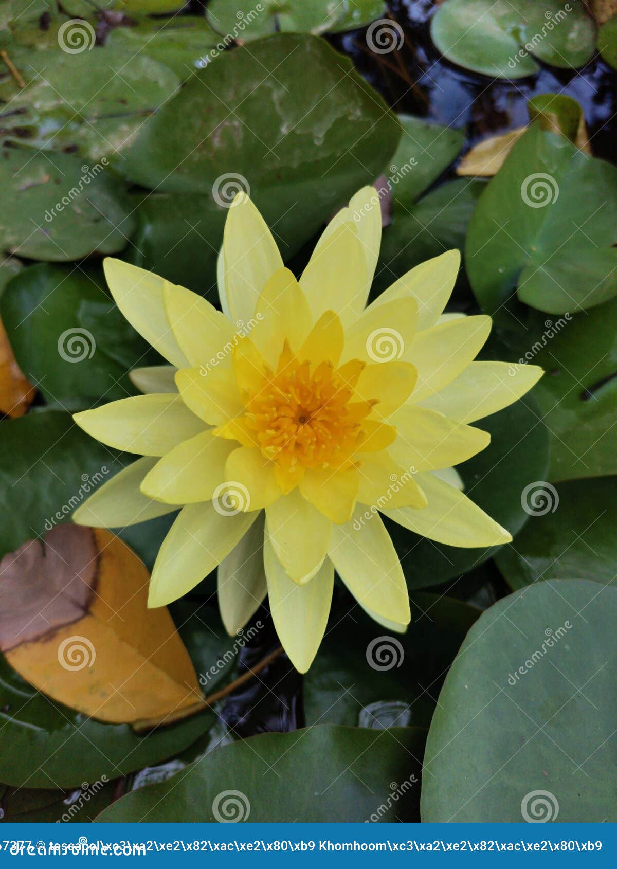 Flor De Loto Amarillo En La Cuenca Imagen de archivo - Imagen de dalia ...