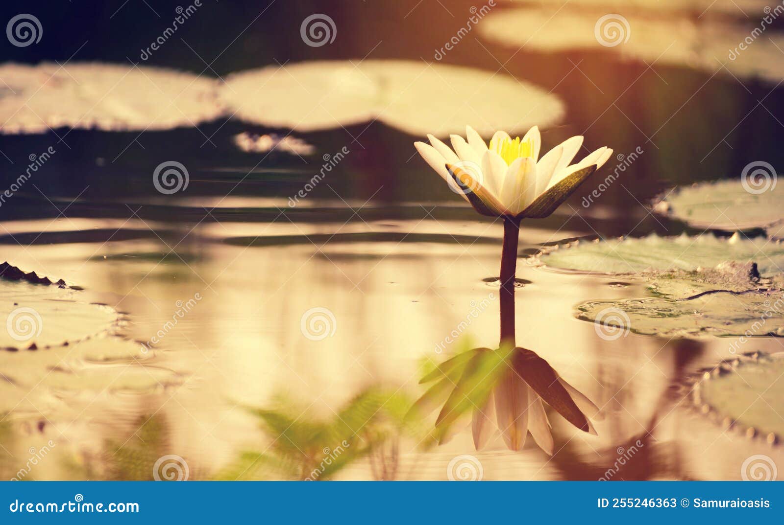 Flor De Loto Emergente De Sol Imagen de archivo - Imagen de rayos ...