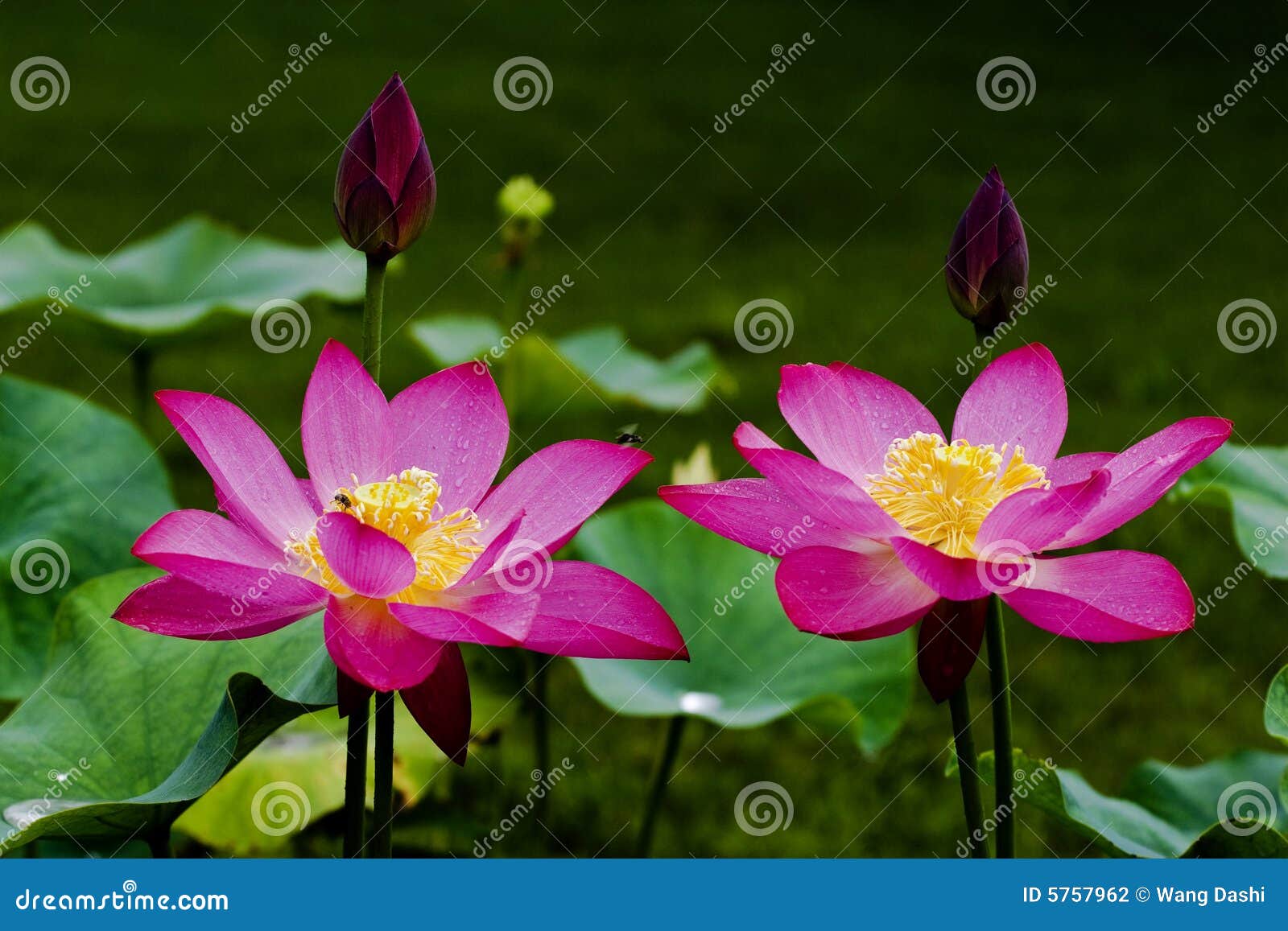 Flor de loto gemela foto de archivo. Imagen de rosa, lirio - 5757962