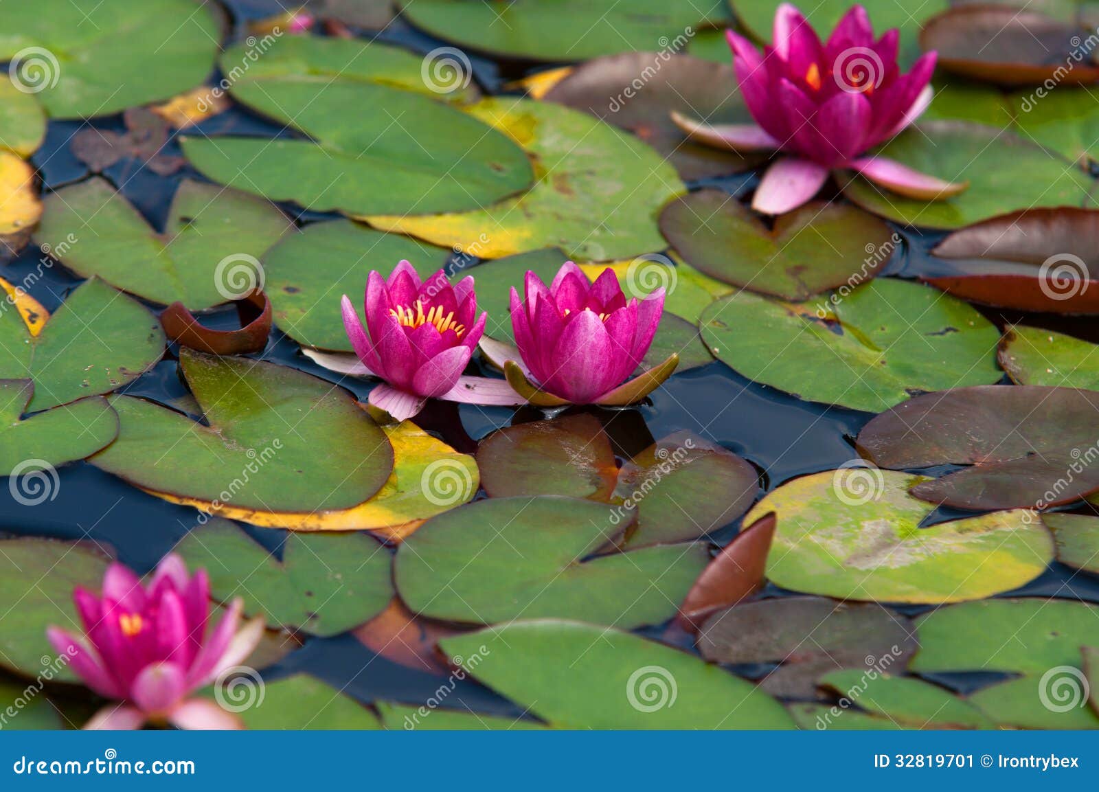 Imágenes De Flores De Loto Rojas Hermosa Flor De Loto Eterna Para Tu