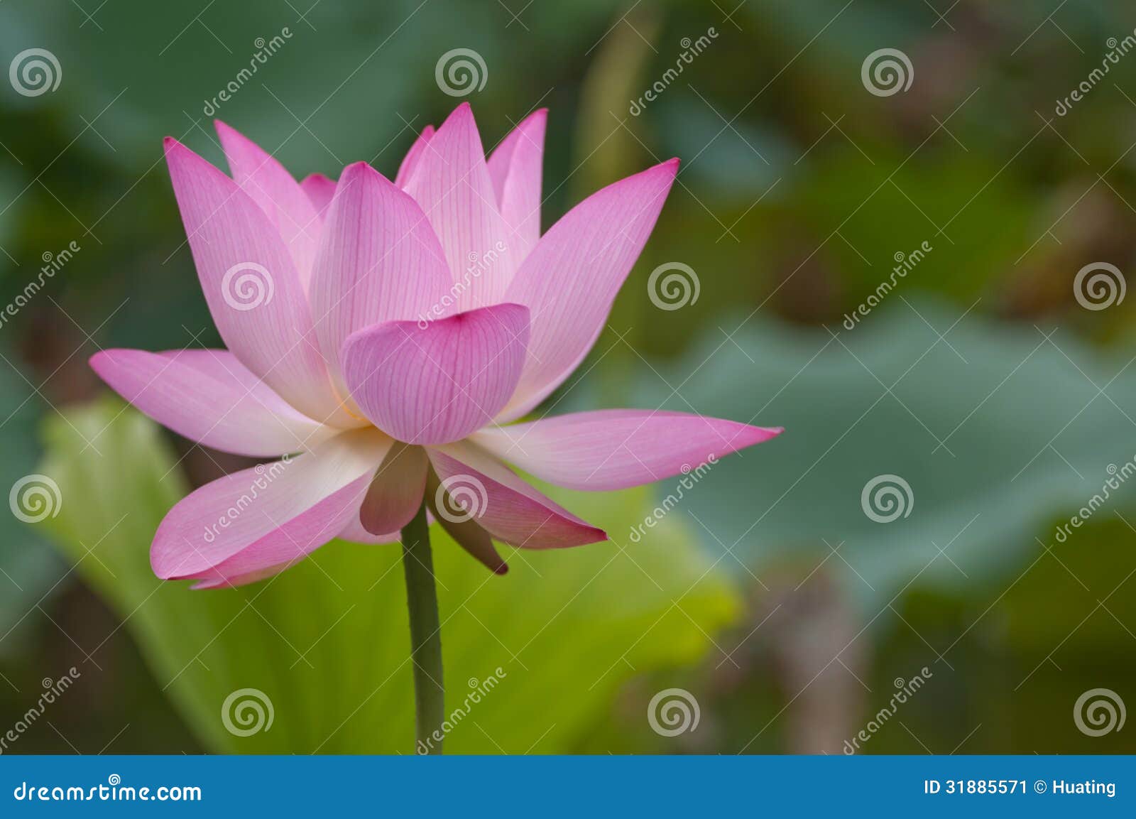 Flor de Lotus imagen de archivo. Imagen de flor, rojo - 31885571