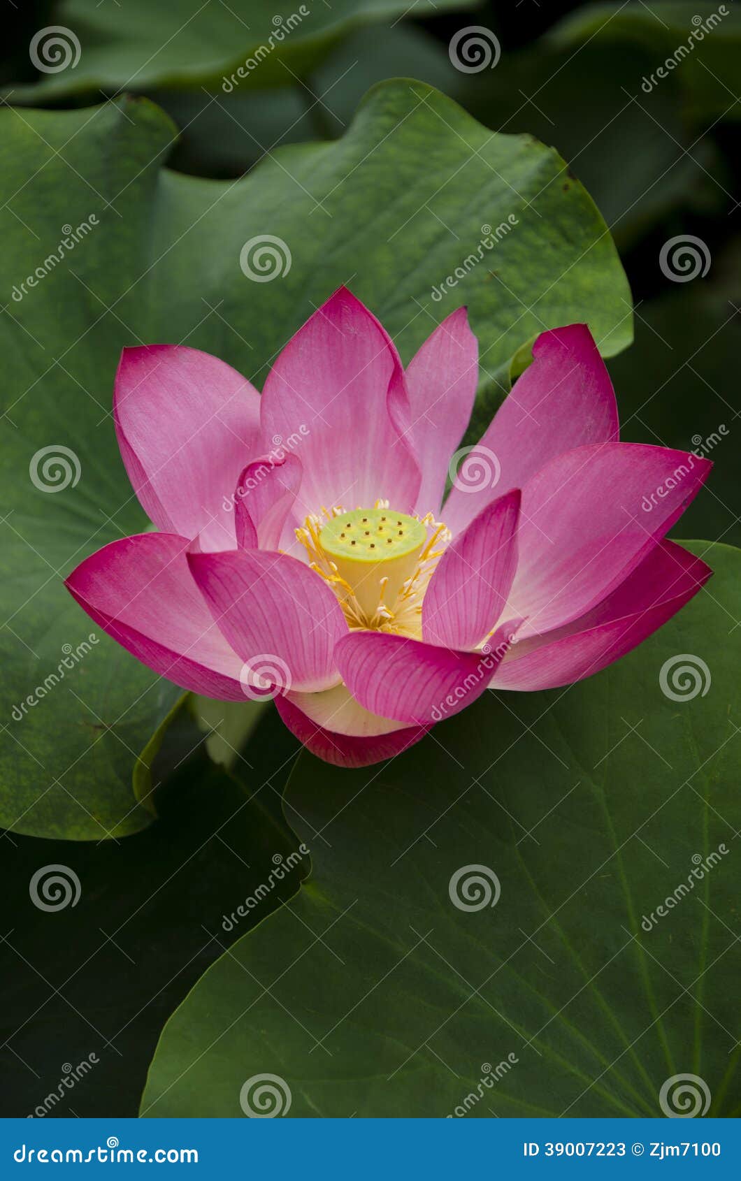 Flor de Lotus imagem de stock. Imagem de semente, tailândia - 39007223