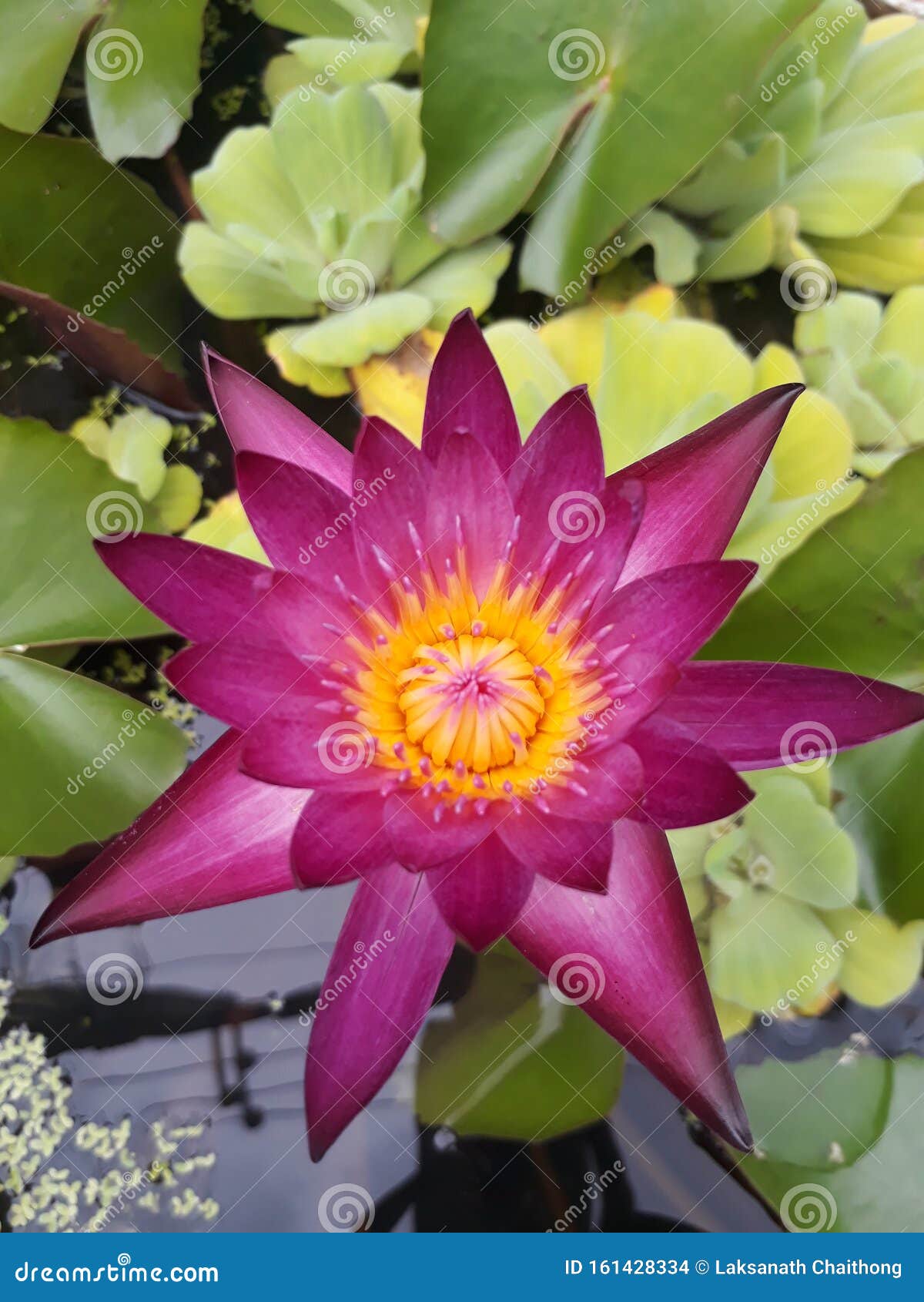 Flor de Lotus en la cuenca foto de archivo. Imagen de lavabo - 161428334