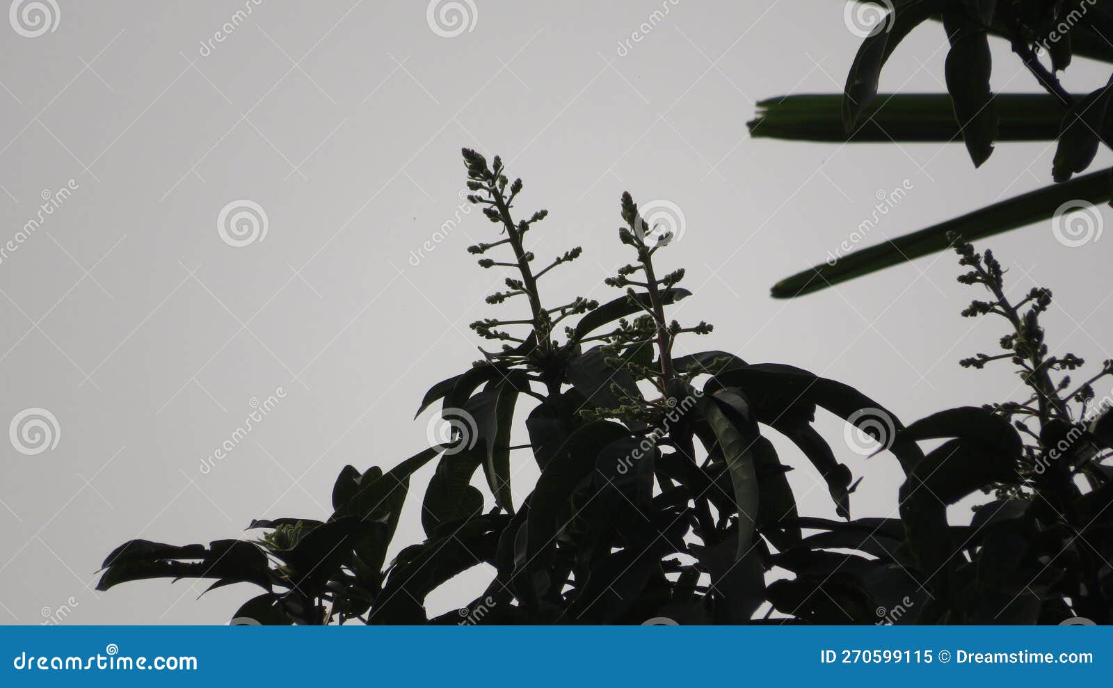 Flor De Mango Mangifera Indica Imagen de archivo - Imagen de mango ...