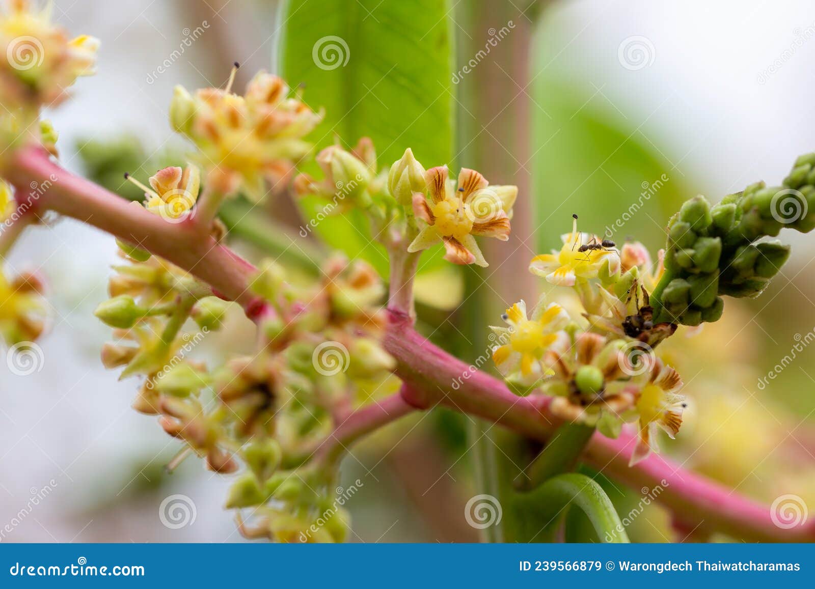 Flor De Mango Una Rama De La Inflorescencia De La Flor De Mango Imagen ...