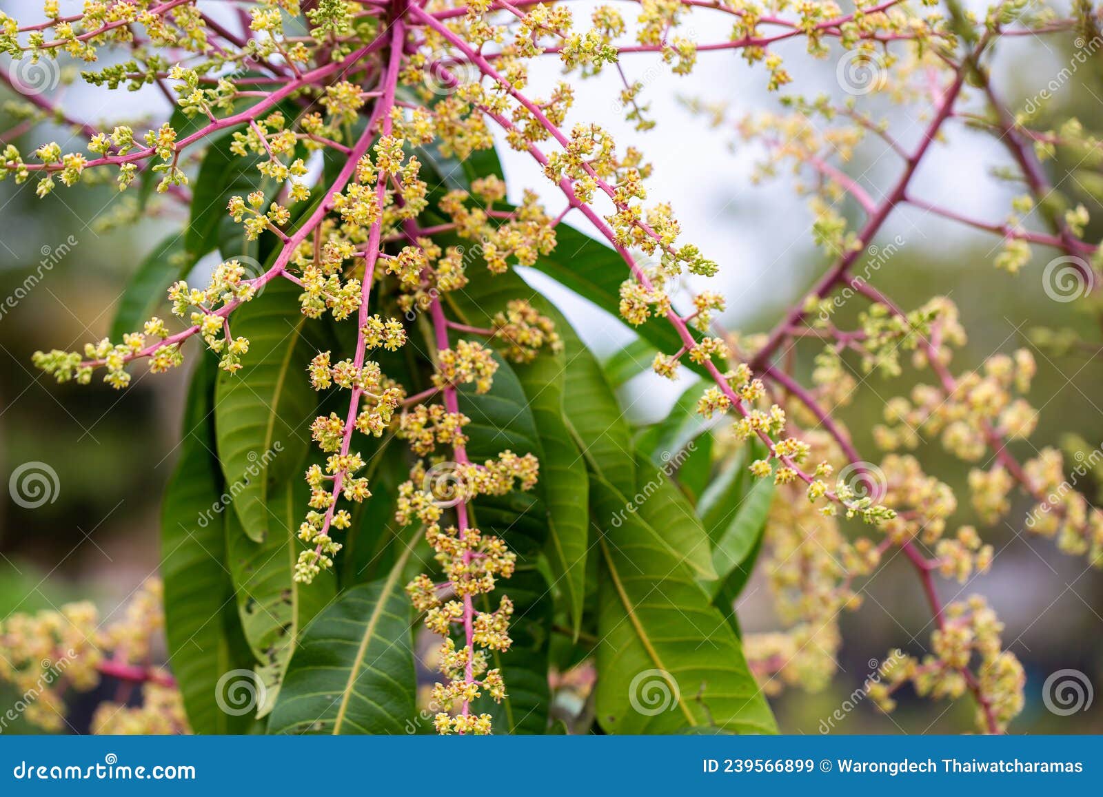 Flor De Mango Una Rama De La Inflorescencia De La Flor De Mango Imagen ...