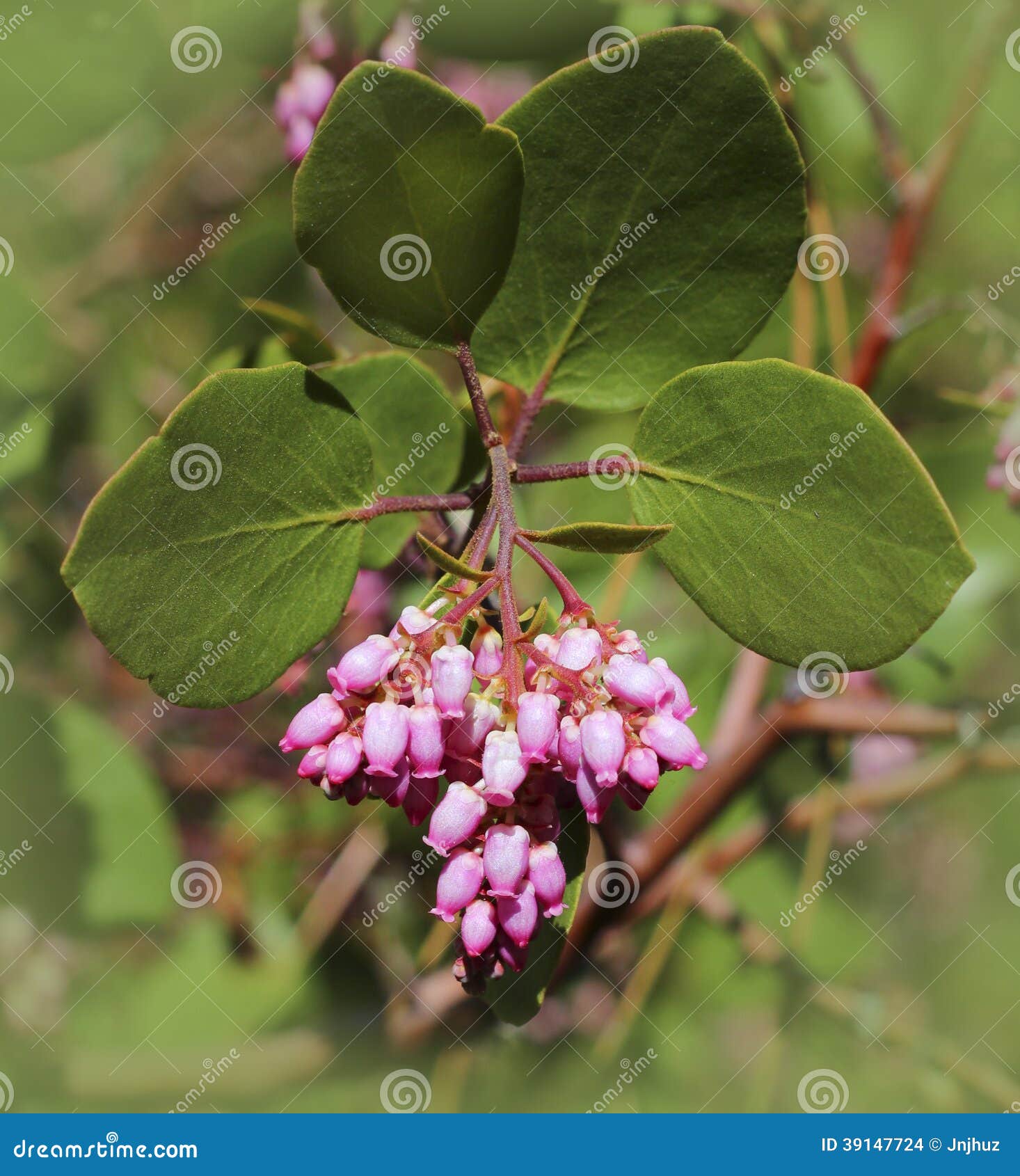 Flor de Manzanita foto de archivo. Imagen de azul, arrendajo - 39147724