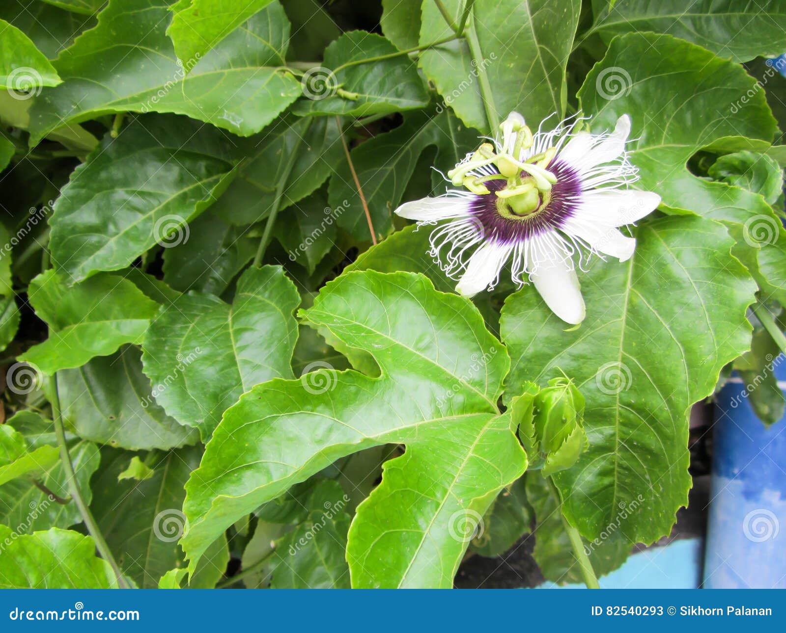 Flor De Maracuja, Paixão-fruto Imagem de Stock - Imagem de planta ...