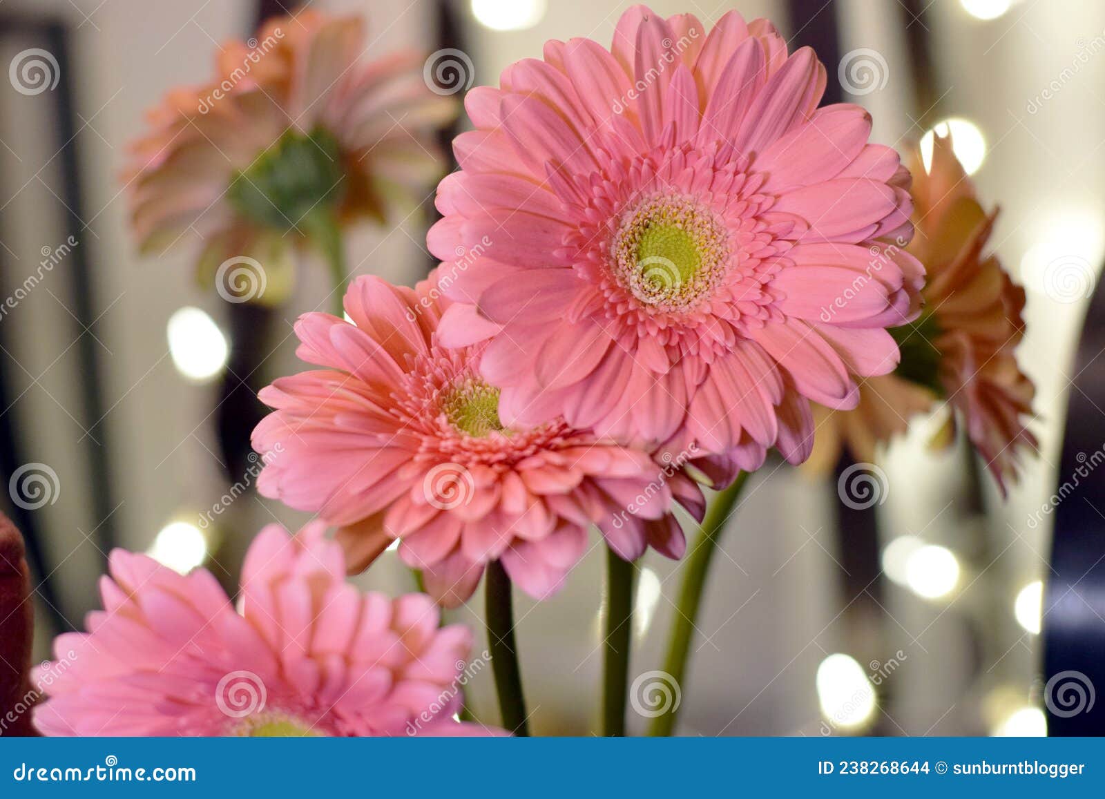 Flor De Margarida Rosa Com Fundo Claro Foto de Stock - Imagem de phipps ...