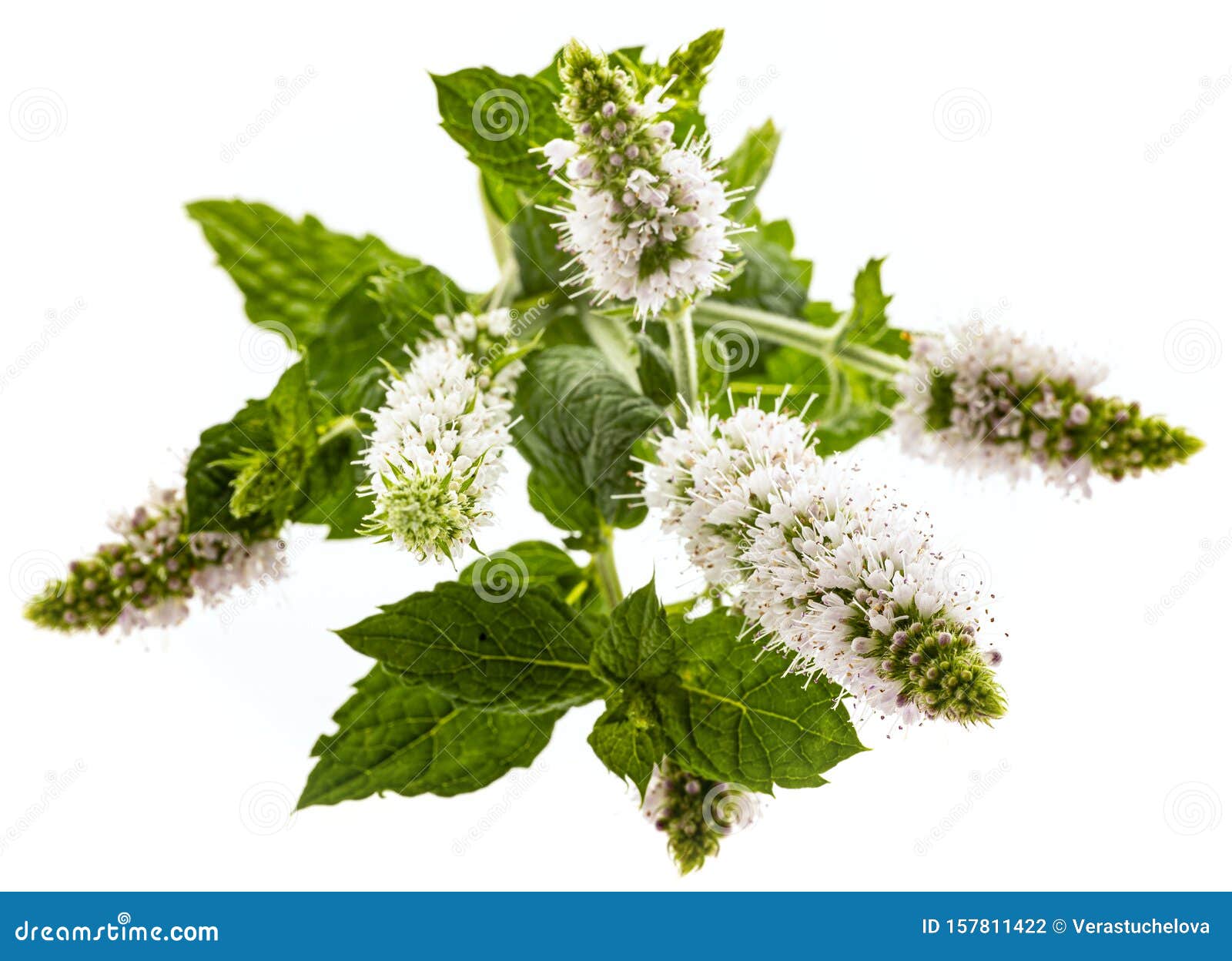 Flor De Menta, Hierba Mentha Foto de archivo - Imagen de mentol, menta ...