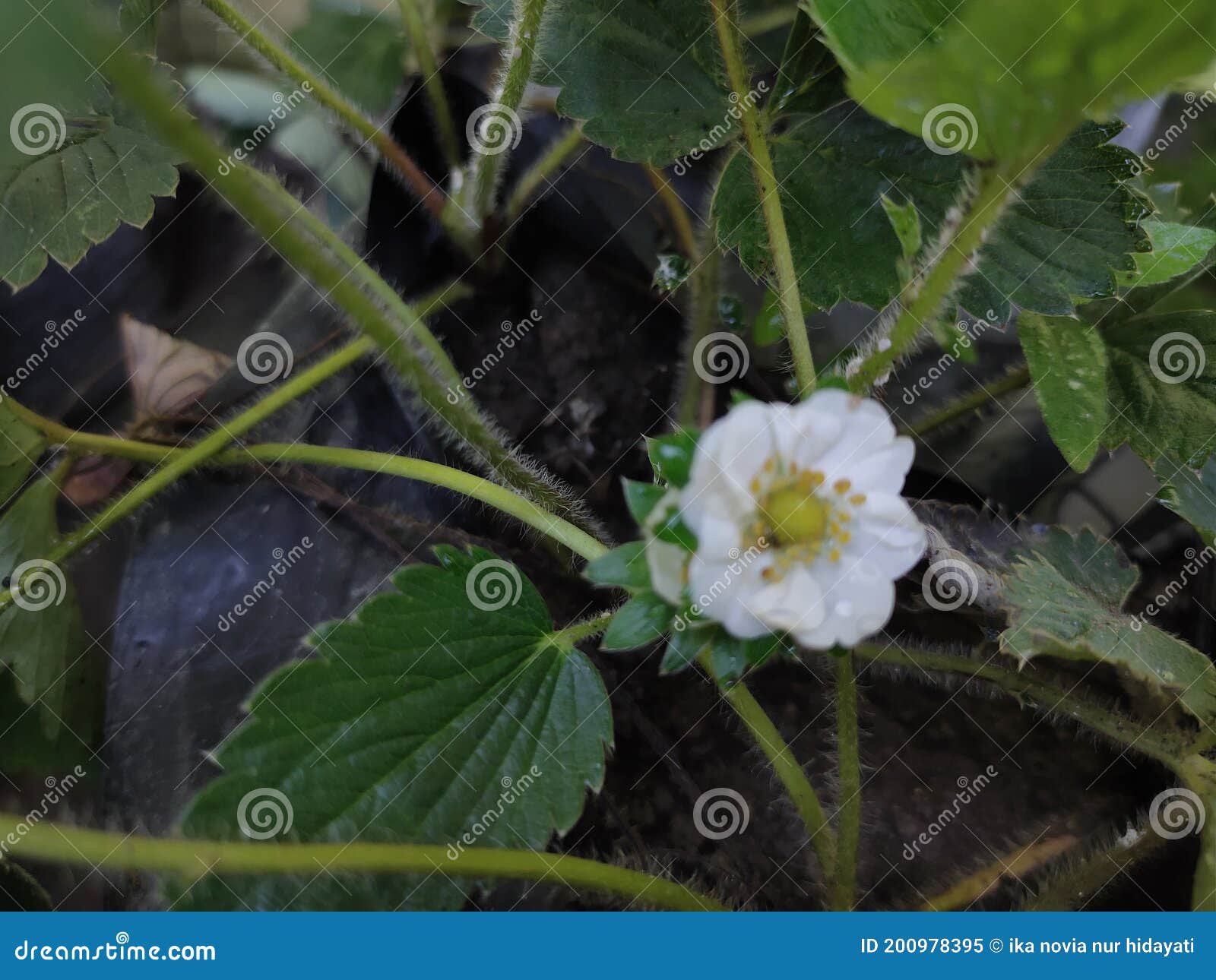 Flor De Morango E Sua Folha No Jardim Imagem de Stock - Imagem de flor ...