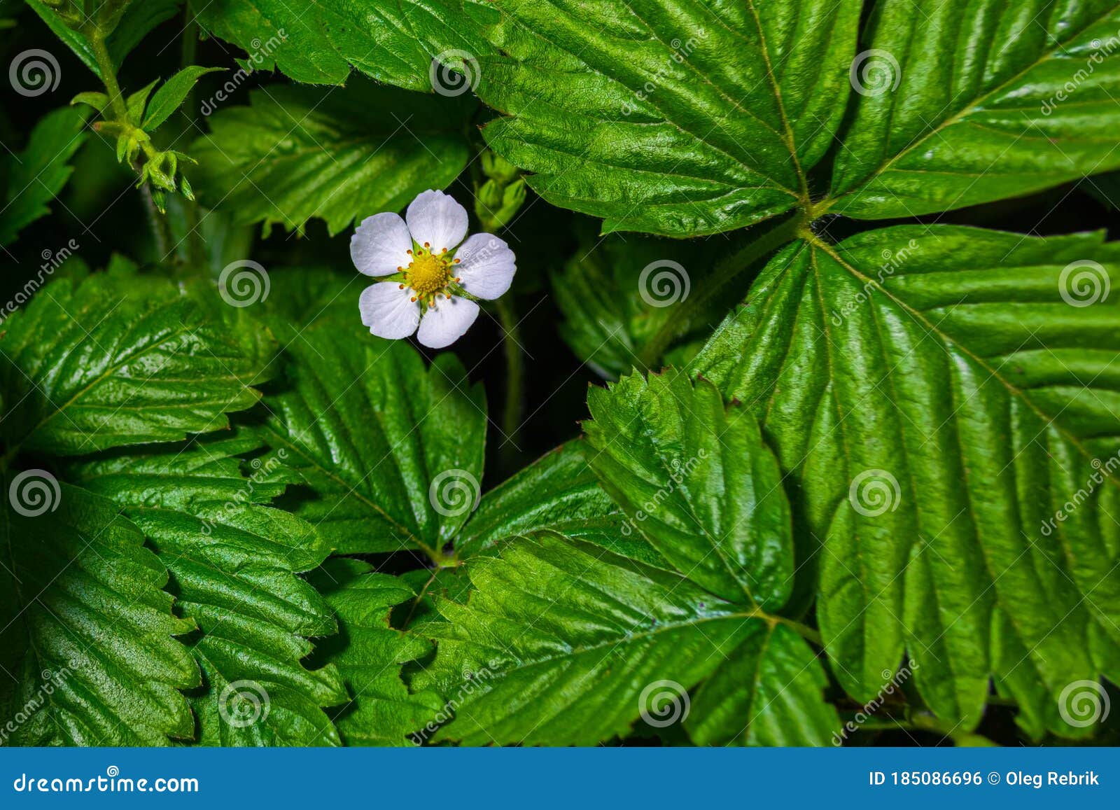 Flor de morango foto de stock. Imagem de macro, mola - 185086696