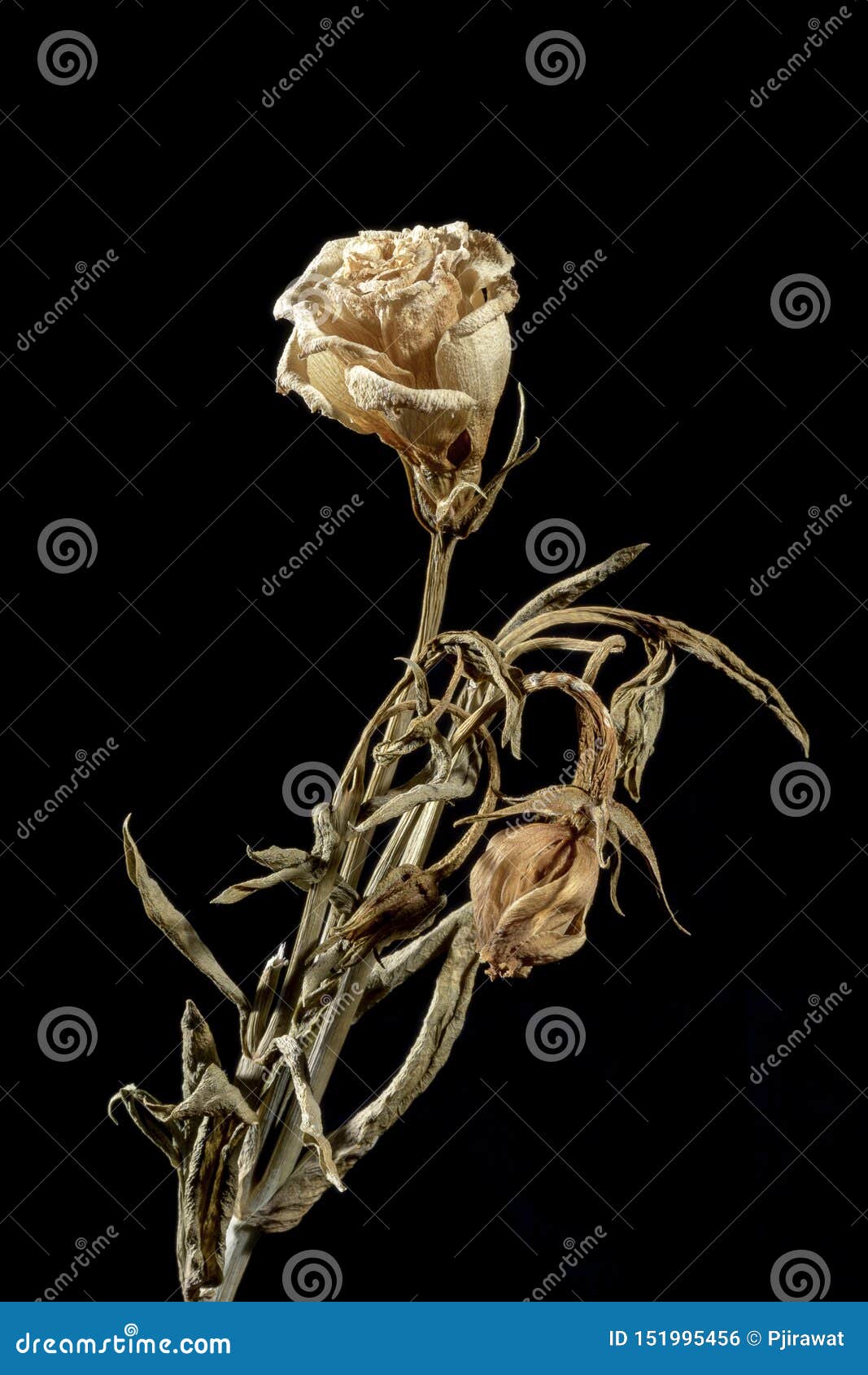 Flor de muerte foto de archivo. Imagen de negro, floral - 151995456