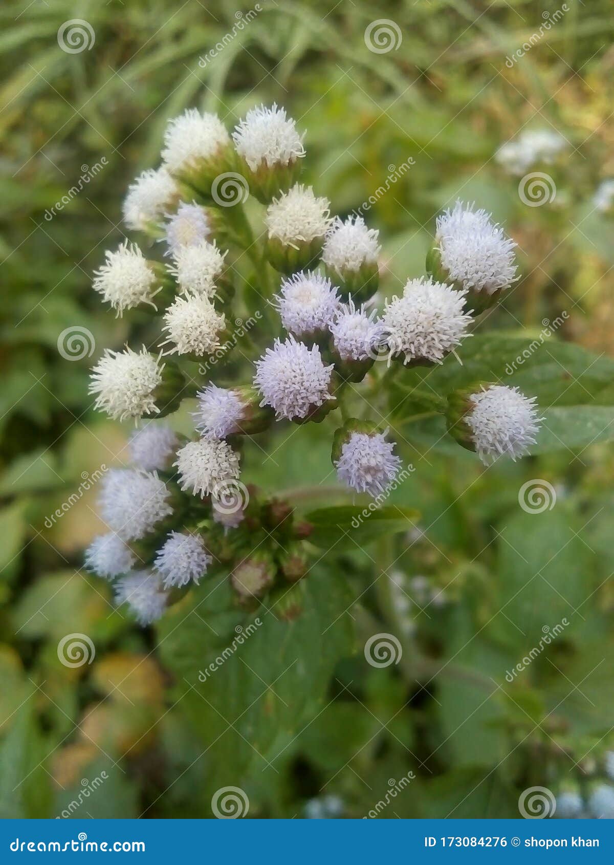 Flor De Niza En Mi Flor Gerden, Clourden, Desconocida. Foto de archivo ...