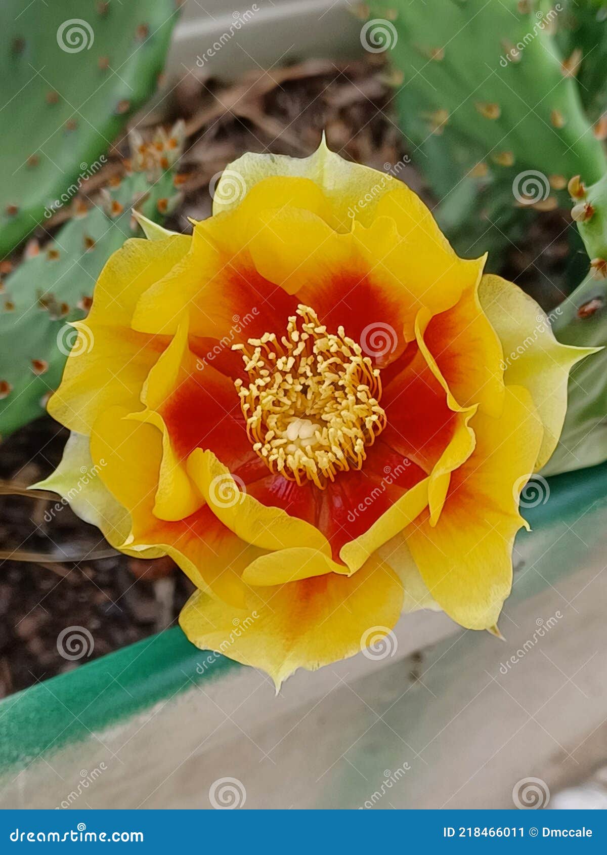 Flor de nopal imagen de archivo. Imagen de cosecha, planta - 218466011