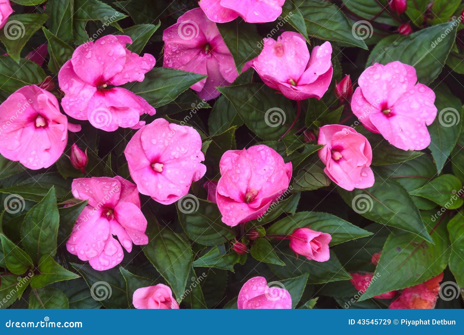 Flor De Nova Guiné Impatiens Imagem de Stock - Imagem de paisagem, nave ...