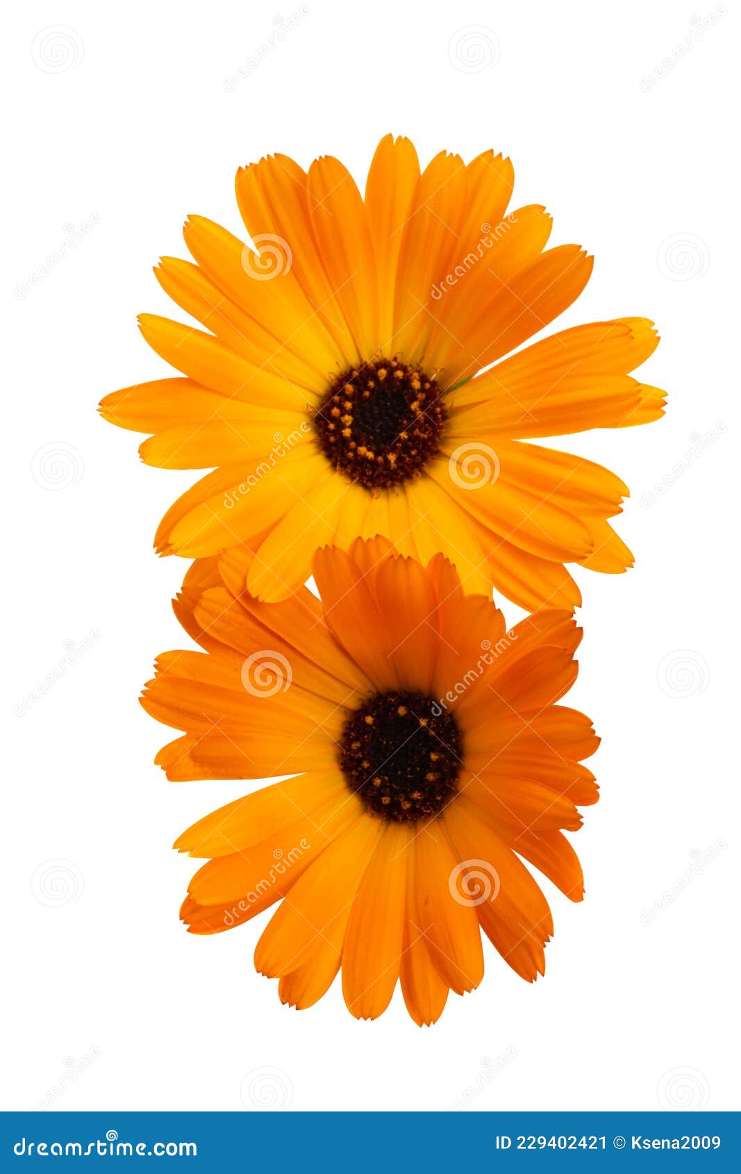 Flor de oro imagen de archivo. Imagen de medicina, flora - 229402421