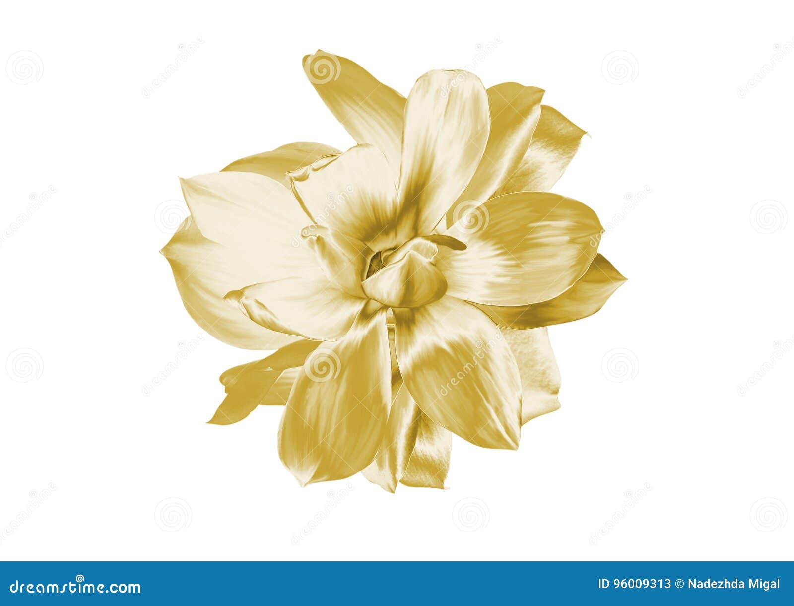 Flor de oro hermosa imagen de archivo. Imagen de hermoso - 96009313